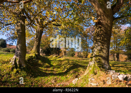 Autumn pathway through Brook Vessons Nature Reserve, Shropshire Stock ...