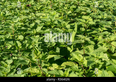 Stinging nettles, Utica dioica Stock Photo - Alamy