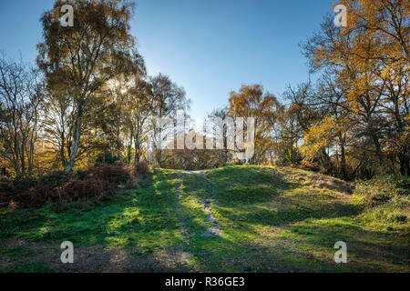 Petersfield Heath Bronze Age barrow cemetery, Hampshire, UK Stock Photo ...