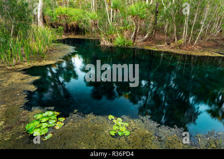 Mataranka Thermal Pool, Northern Territory, Australia Stock Photo - Alamy