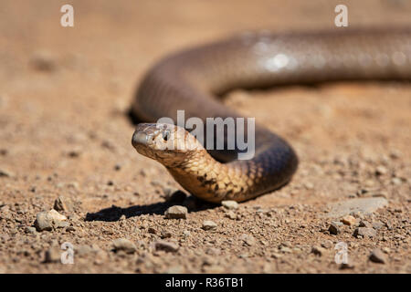 Strap-snouted Brown Snake Stock Photo - Alamy