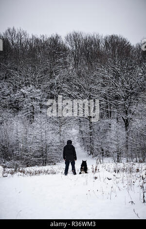Man walking alaskan malamute in residential neighborhood Stock Photo ...