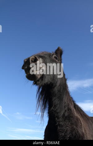 wild skin black swarthy jetblack deep black cat big cat feline predator ...