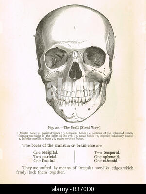 Human Skull, front view. A 19th Century illustration Stock Photo - Alamy