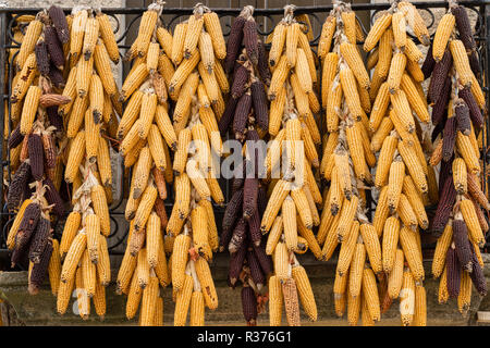 Maize corn cobs hung to dry from a village house balcony. The house ...