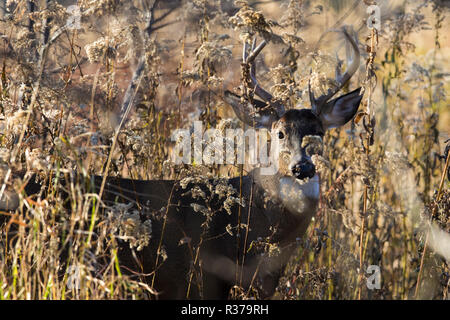 superb 12 points whitetail buck Stock Photo - Alamy