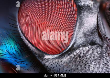 Extreme magnification - Fly compound eye under the microscope Stock ...