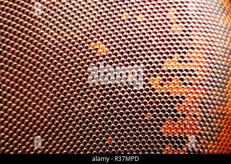 Extreme magnification - Compound eye texture under the microscope Stock ...