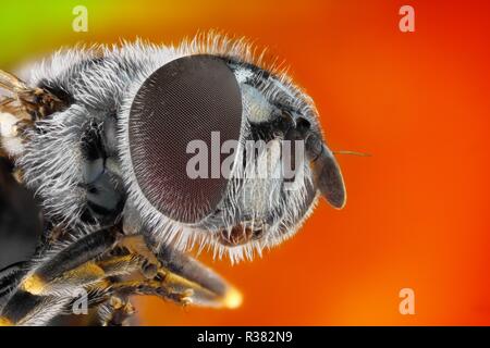 Extremely sharp and detailed study of a Hoverfly taken with a macro ...
