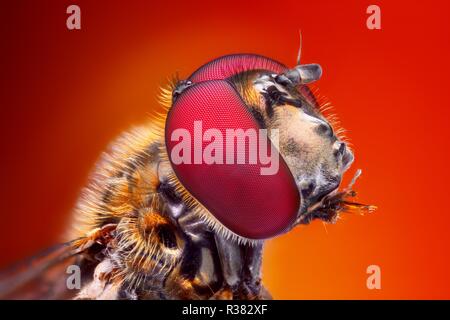 Extremely sharp and detailed study of a Hoverfly taken with a macro ...