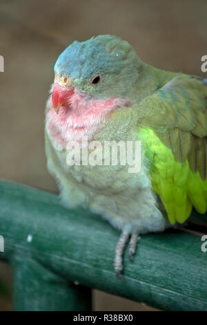 Princess Alexandra's parrot Stock Photo - Alamy
