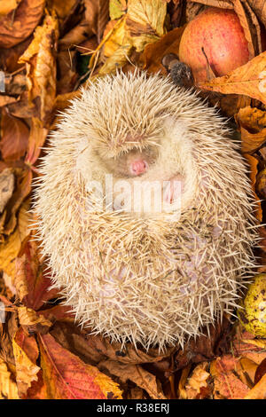 Hedgehog, wild, native, pure white, albino hedgehog. Very rare hedgehog ...