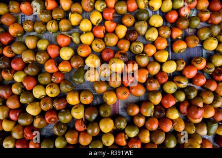 Fresh harvested tropical Peach Palm fruit, or pejibaye from the Bactris ...