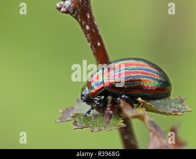 Rainbow leaf beetle / Snowdon Beetle, Chrysolina cerealis - a beautiful ...