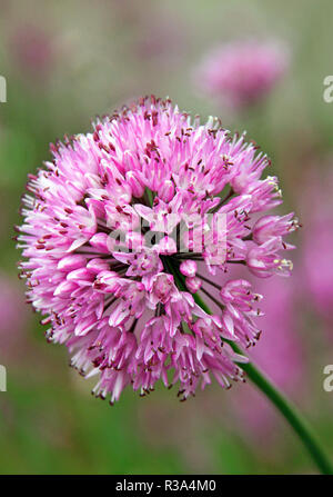 umbel, blossoms, violet, umbel, bleed, red violet, alliums, pink, bowl ...