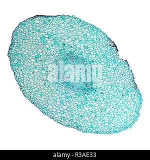 Vicia Faba, young root, cross section Stock Photo - Alamy