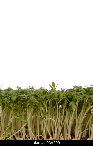 freshness, cress, spice, freshness, kitchen, cuisine, decoration ...