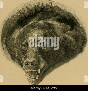 "California game "marked down";" (1896 Stock Photo - Alamy