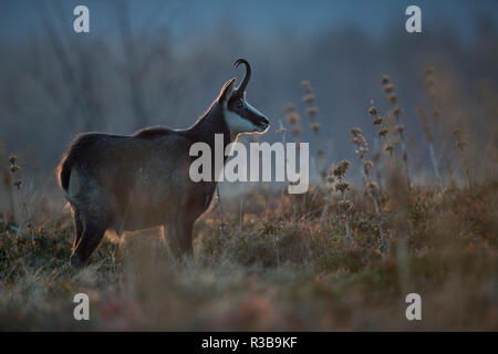 Chamois (Rupicapra rupicapra) at dawn, Vosges, France Stock Photo - Alamy