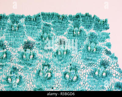 Light photomicrograph of Bamboo Stem cross section seen through ...