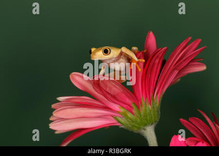 Xanthic Red-eyed Tree frog and reflection, Agalychnis callidryas Stock ...