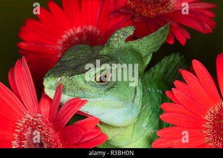Plumed basilisk (Basiliscus plumifrons), also known as the green ...