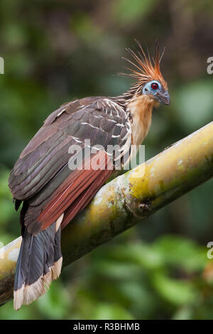 Hoatzin, Amazon Rainforest Stock Photo - Alamy
