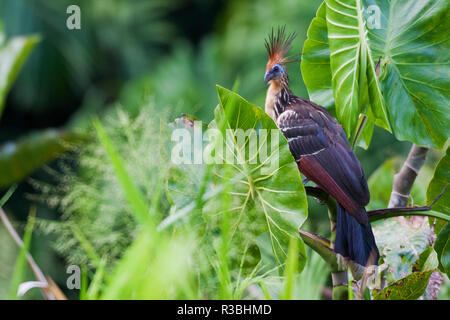 Hoatzin (Opisthocomus hoazin) Stink Bird Amazon Stock Photo - Alamy