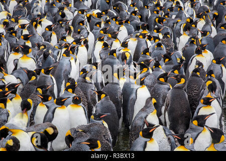 King Penguin (Aptenodytes patagonicus) rookery in St. Andrews Bay ...