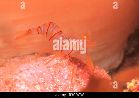 A clown shrimp (Lebbeus grandimanus), at Admiralty Island, Inside ...
