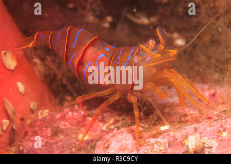 Clown Shrimp (Lebbeus grandimanus), Admiralty Island, Southeast Alaska ...