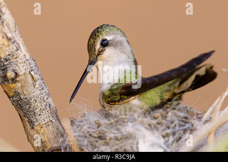Female Anna's Hummingbird on nest, Arizona-Sonora Desert Museum, Tucson ...