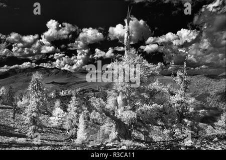 Infrared view of Ancient bristlecone pine tree, White Mountains ...