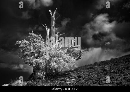 Infrared view of Ancient bristlecone pine tree, White Mountains ...