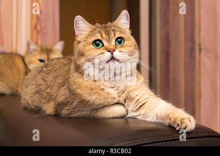 Golden British cat with rich green eyes and fluffy whiskers looks up close-up. Female british ...