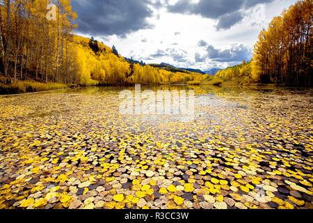 USA, Colorado, Uncompahgre National Forest. Autumn-colored forest ...