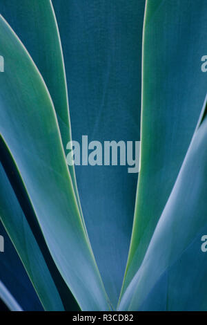 Close-up blue green agave leaves Stock Photo - Alamy