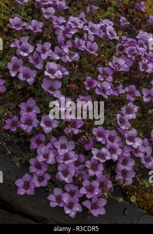 The purple flowers of the purple saxifrage in the Arctic spring are the ...