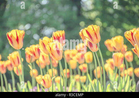 Yellow tulip flowers with red stripe growing on flower bed in UK park ...