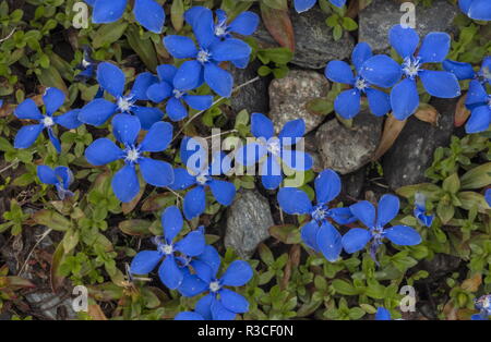 Bavarian gentian (Gentiana bavarica) in flower native to European Alps ...