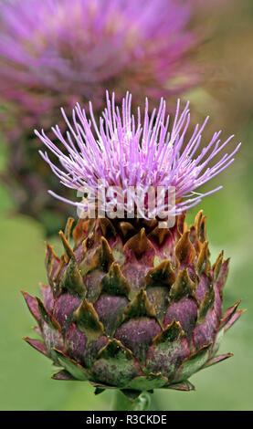 Artichoke blossom, close up, blossom, inflorescence, composites ...