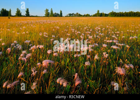 Prairie Smoke wildflowers in field near Enterprise, Oregon Stock Photo ...