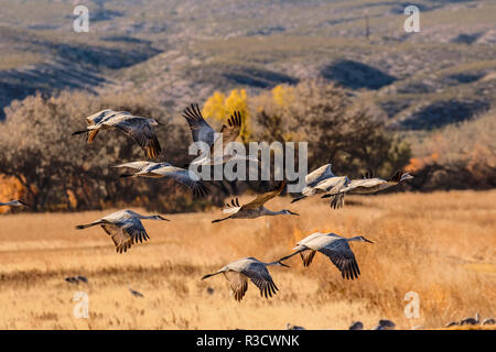 Flock of sandhill cranes taking off at sunset, Bosque del Apache ...