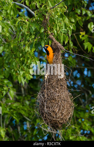 North America, USA, Texas, Cameron Co., San Benito, Altamira Oriole ...