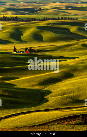 Rolling landscape of wheat fields and red barns viewed from Steptoe ...