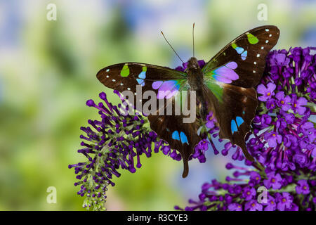 Purple Spotted Swallowtail Butterfly, Graphium weiskei, Papilionidae ...