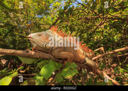 Honduras, Bay Islands, Roatan, Green parrot Stock Photo - Alamy