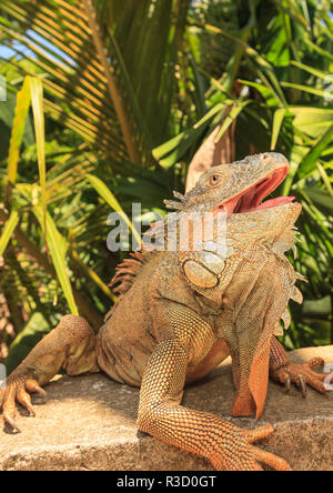 Green Iguana Farm, East End of Roatan, Bay Islands, Honduras Stock ...