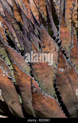 Baja California, Mexico. Colorful Agave (Agave sp.) detail Stock Photo ...