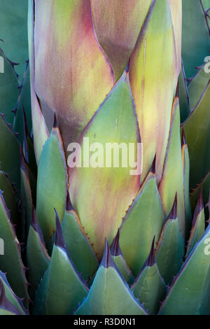 Baja California, Mexico. Colorful Agave (Agave sp.) detail Stock Photo ...